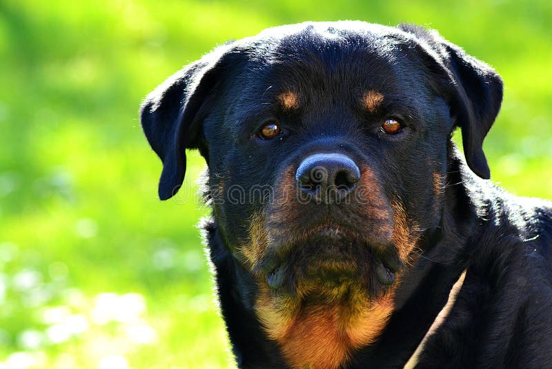 Rottweiler happy face stock photo. Image of smile, head - 30823766