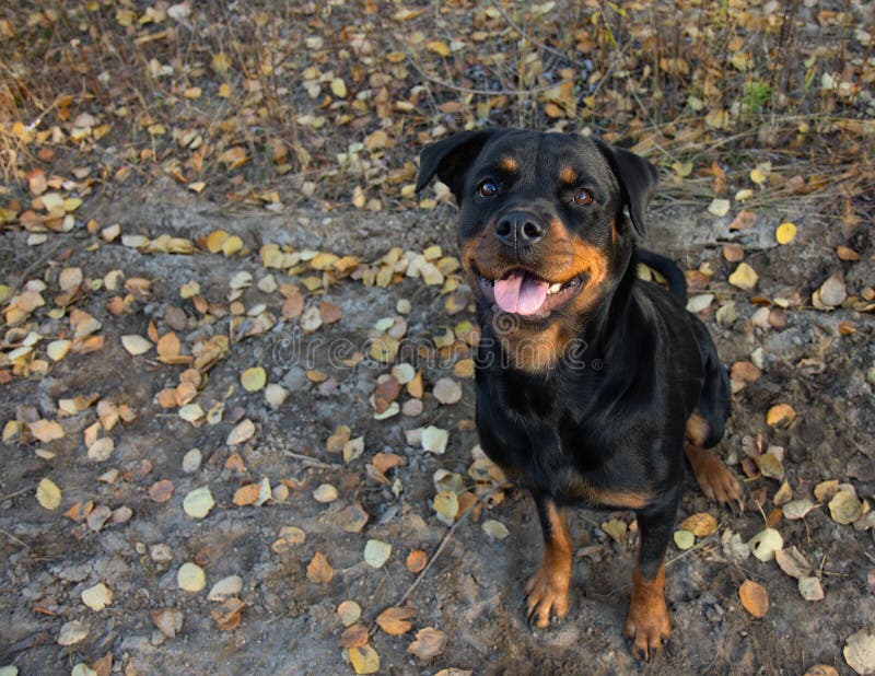 Rottweiler Sit Fall Autumn Leaves Stock Photo - Image of play, forest ...