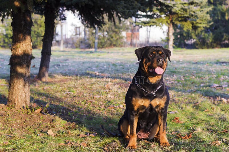 Adult Rottweiler Playing in the River Stock Image - Image of expression ...