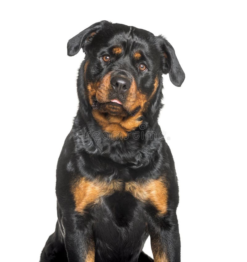 Rottweiler Sitting in Patio Chair Stock Photo - Image of patio ...