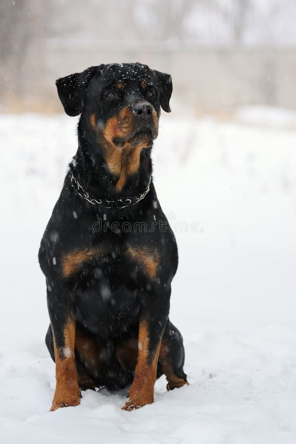 847 Rottweiler Snow Stock Photos - Free & Royalty-Free Stock Photos ...