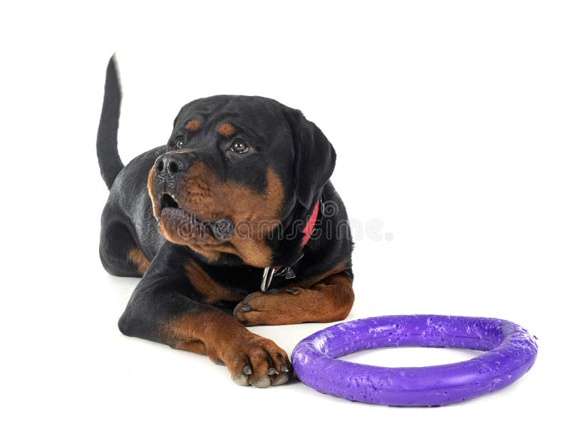 Sound Rottweiler Growling Stock Photos - Free & Royalty-Free Stock ...