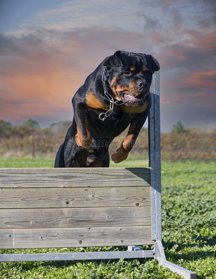 Jumping rottweiler stock photo. Image of friend, guard - 4744718