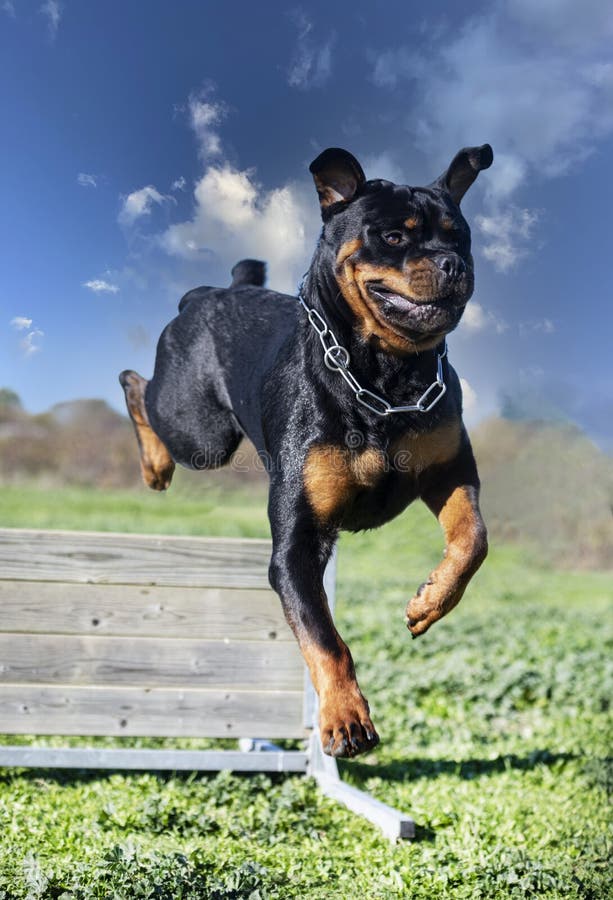 Jumping rottweiler stock photo. Image of friend, guard - 4744718