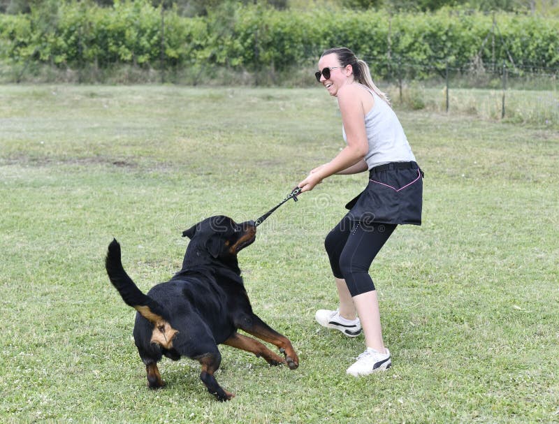 Rottweiler Training for Obedience Stock Image - Image of male, playing ...