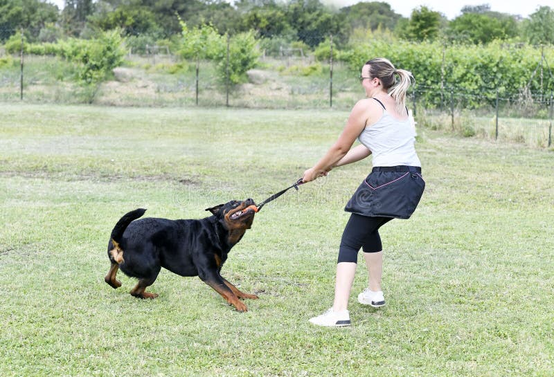 Rottweiler Training for Obedience Stock Image - Image of purebred ...