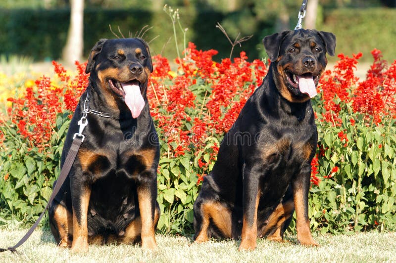 Rottweiler stock photo. Image of camera, brown, rottweiler - 33737796