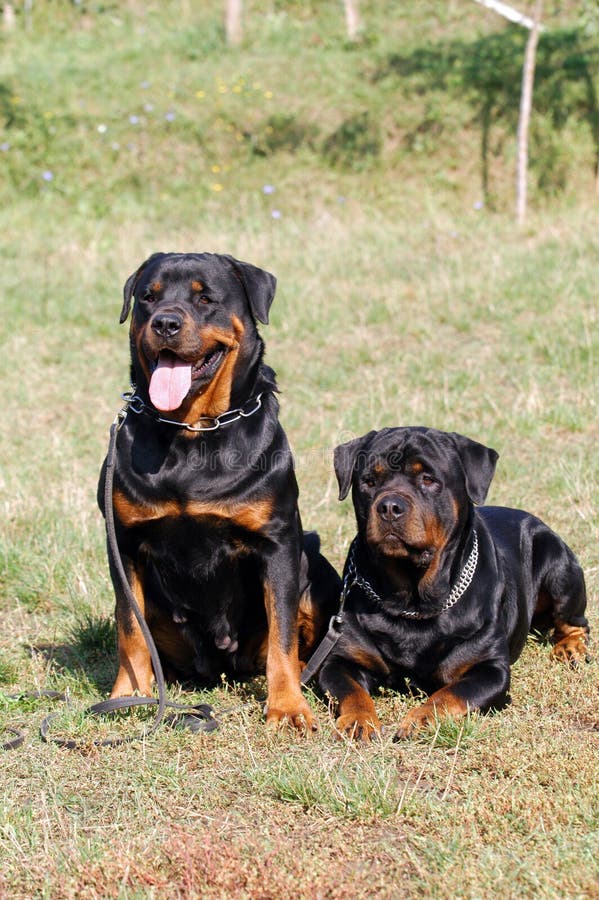 Father and boy rottweiler stock photo. Image of large - 3393110
