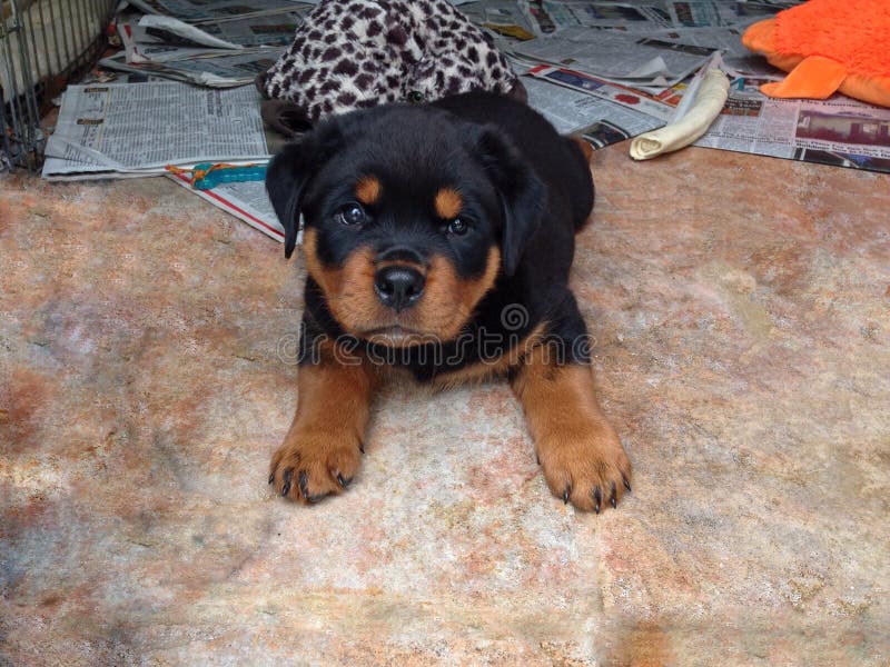 Rottweiler valp arkivfoto. Bild av dörröppning, ögon - 44033500
