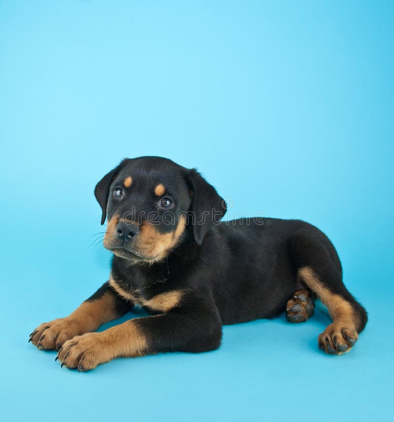 Rottweiler valp fotografering för bildbyråer. Bild av förtjusande ...