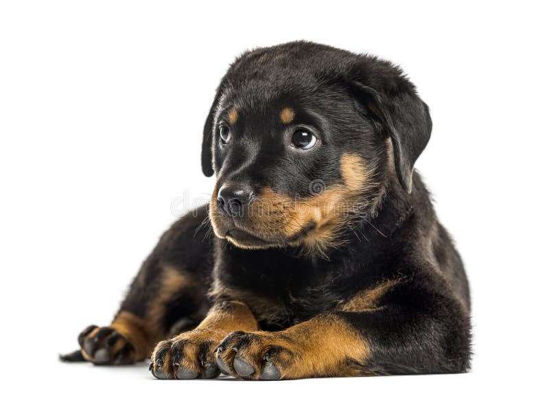 Rottweiler Valp Som Isoleras På Vit Fotografering för Bildbyråer - Bild ...