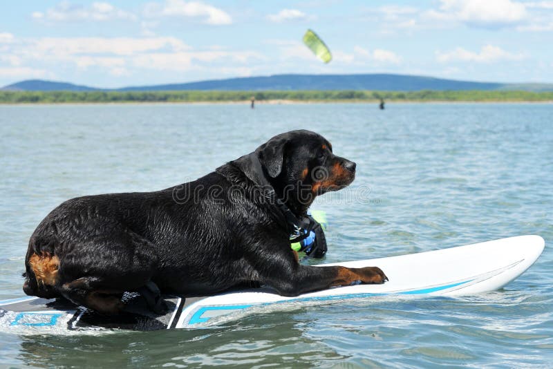 Rottweiler and windsurf stock photo. Image of leisure - 23267884