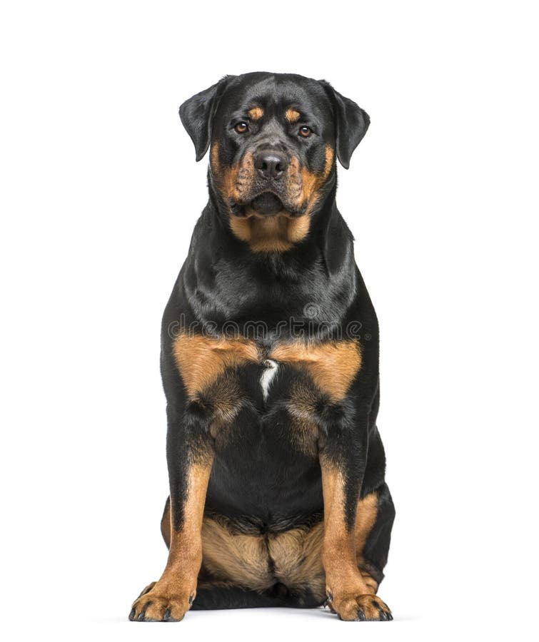 Are There White Rottweilers
