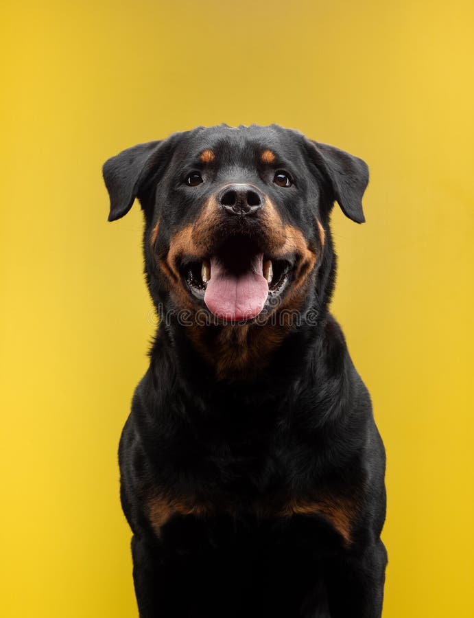 Rottweiler on a Yellow Background. Dog in Studio Stock Image - Image of ...