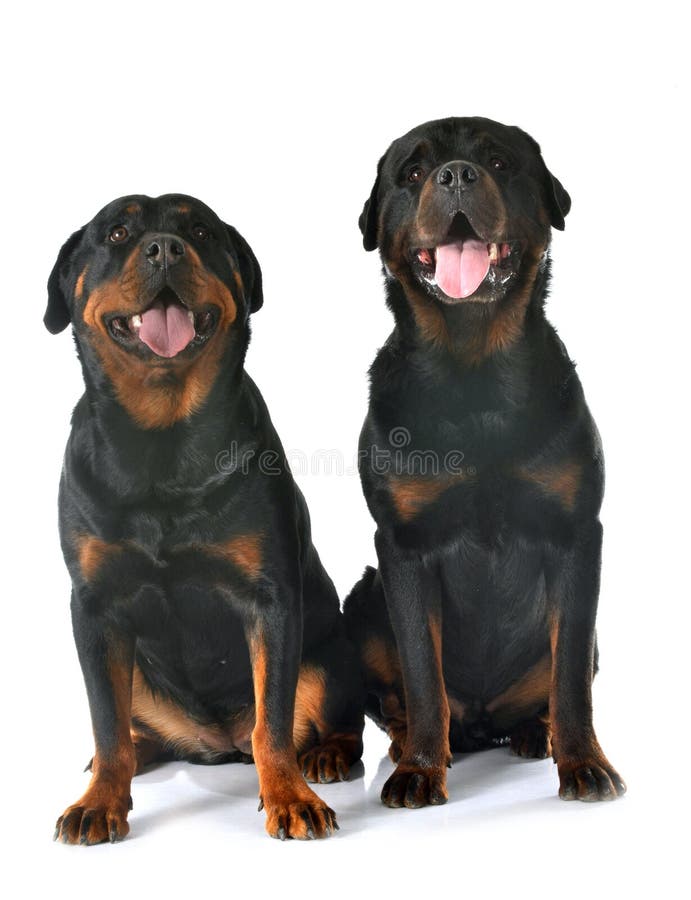 Rottweilers imagen de archivo. Imagen de adulto, hembra - 100722335