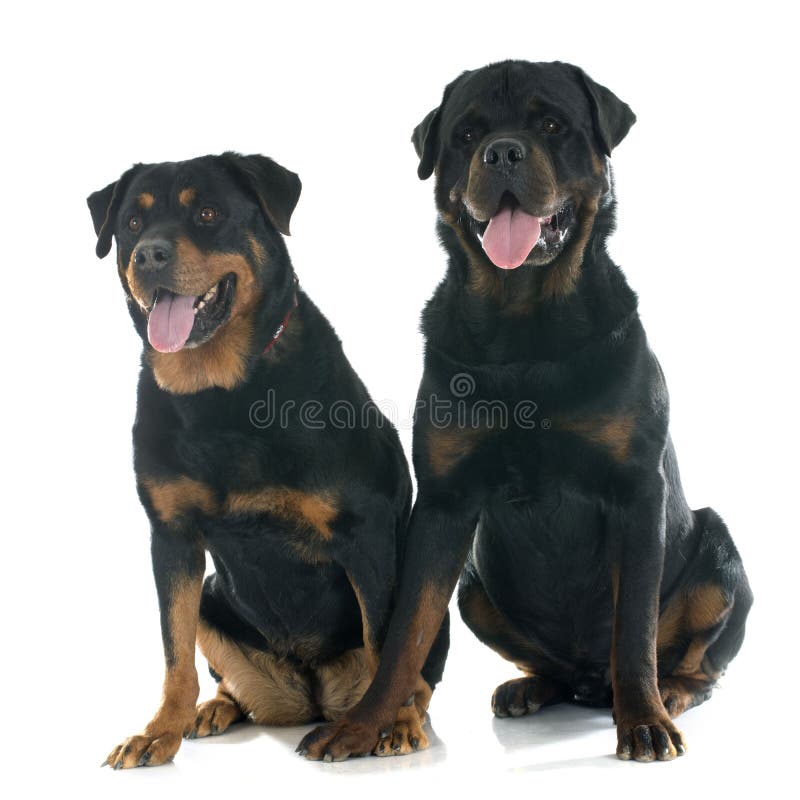 Two rottweilers stock photo. Image of dangerous, worker - 2126798
