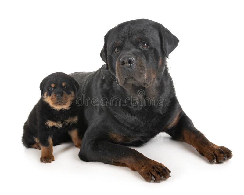 Rottweilers: Puppy and Adult Stock Photo - Image of dangerous ...