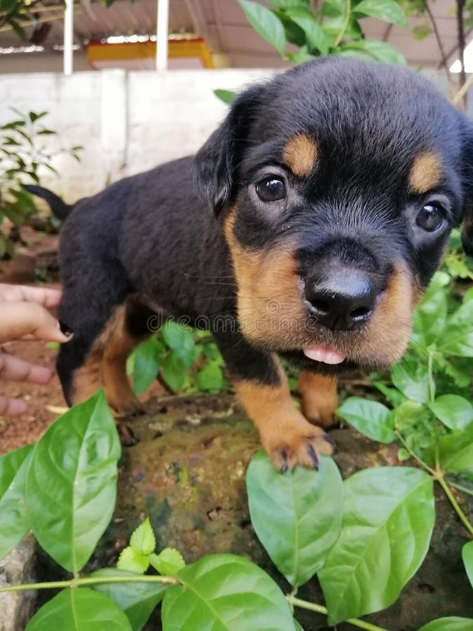 He is a Rotty boy stock photo. Image of carnivore, nose - 191672862