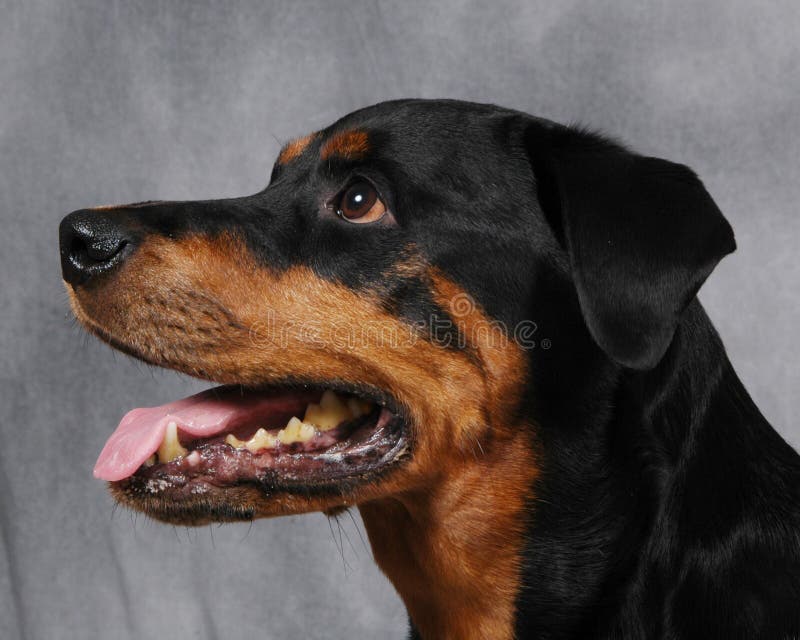 Stock Photos and Royalty-Free Images by Dreamstime