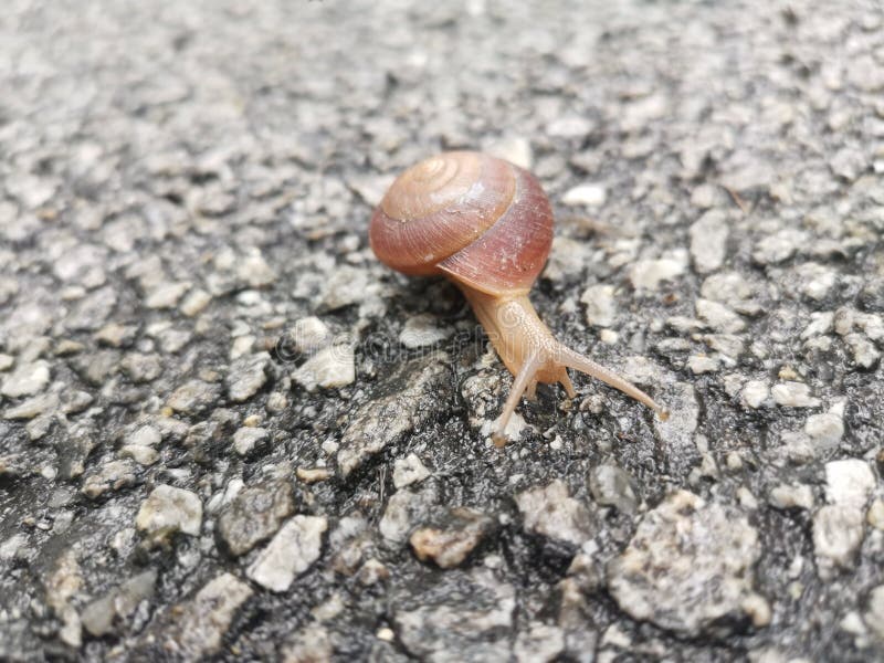 125 Disc Snail Stock Photos - Free & Royalty-Free Stock Photos from ...