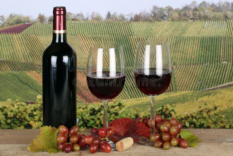 Rotwein in Der Flasche in Den Weinbergen Im Herbst Stockfoto - Bild von ...