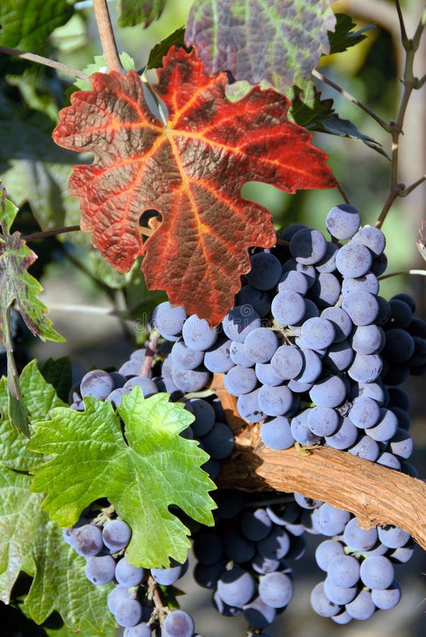 Rotwein-Trauben, Die Auf Der Rebe Reifen Stockfoto - Bild von reben ...