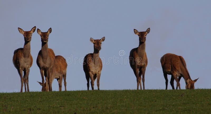 Rotwild stockfoto. Bild von rotwild, nett, wildnis, britisch - 1311220