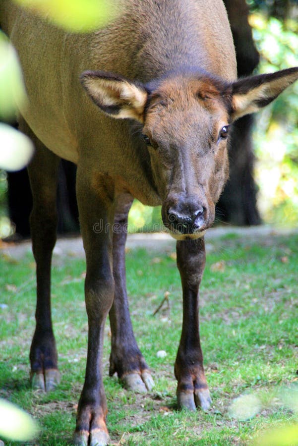 Rotwild stockfoto. Bild von gras, augen, tier, pelz, holz - 13160908