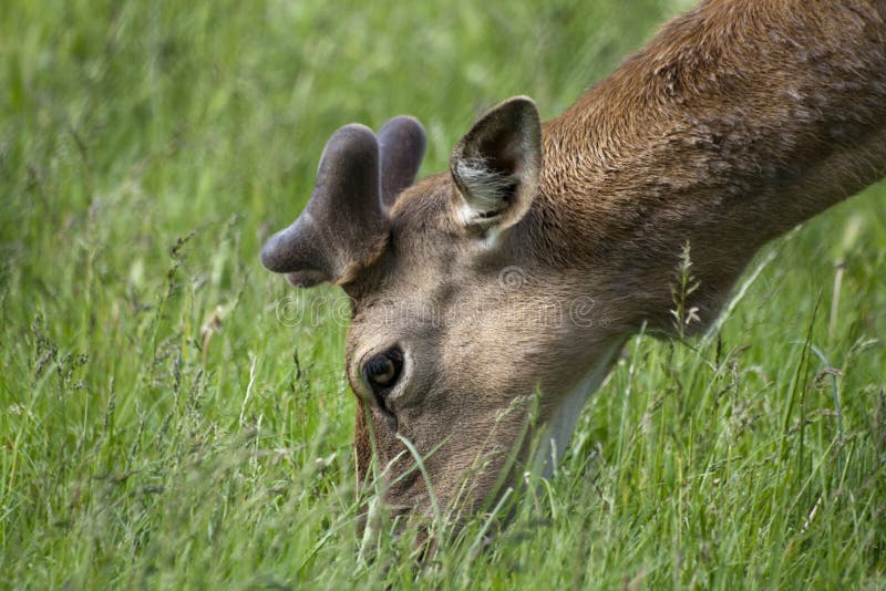 Rotwild stockfoto. Bild von braun, gras, pflanzenfressend - 22733296