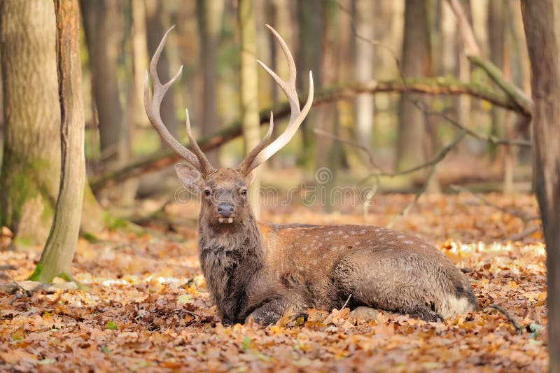 Rotwild-Hirsch frontal stockfoto. Bild von holz, jagd - 7159494