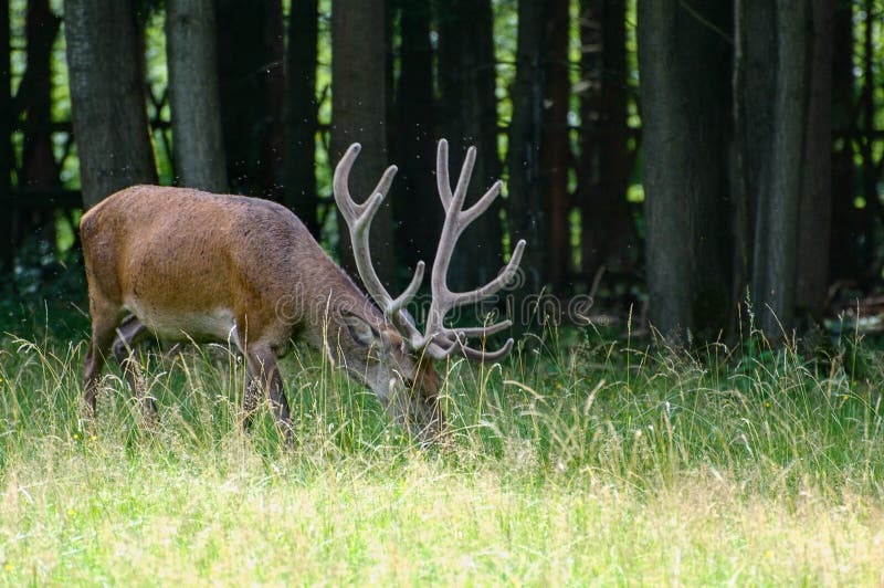 Rotwild stockbild. Bild von wald, hintergrund, tier, säugetier - 96689287