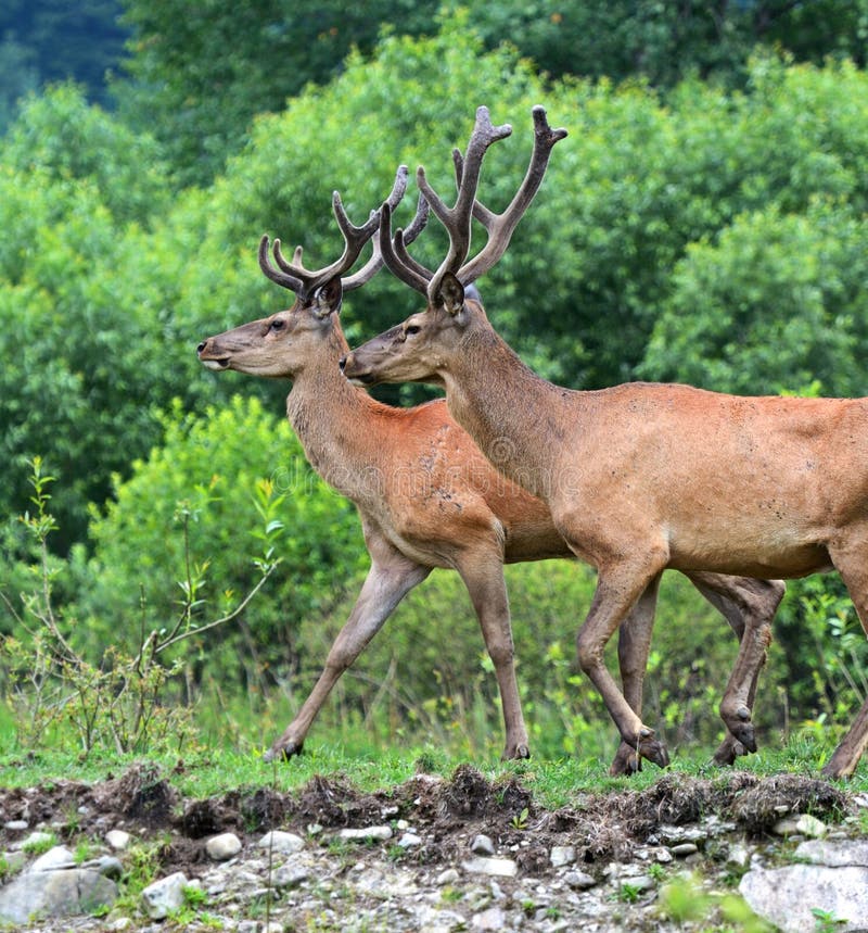 Rotwild, Cervus Altai Maral Elaphus Sibiricus Stockbild - Bild von ...