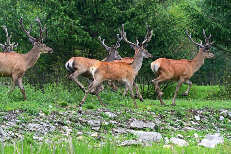 Rotwild, Cervus Altai Maral Elaphus Sibiricus Stockbild - Bild von ...