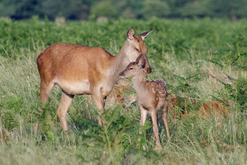 Rotwild Cervus Elaphus Junges Kleines Kalb Mit Mutter Stockbild - Bild ...