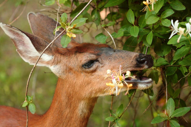 Rehe, Die Eicheln Vom Baum, Capreolus Capreolus Essen Stockbild - Bild ...