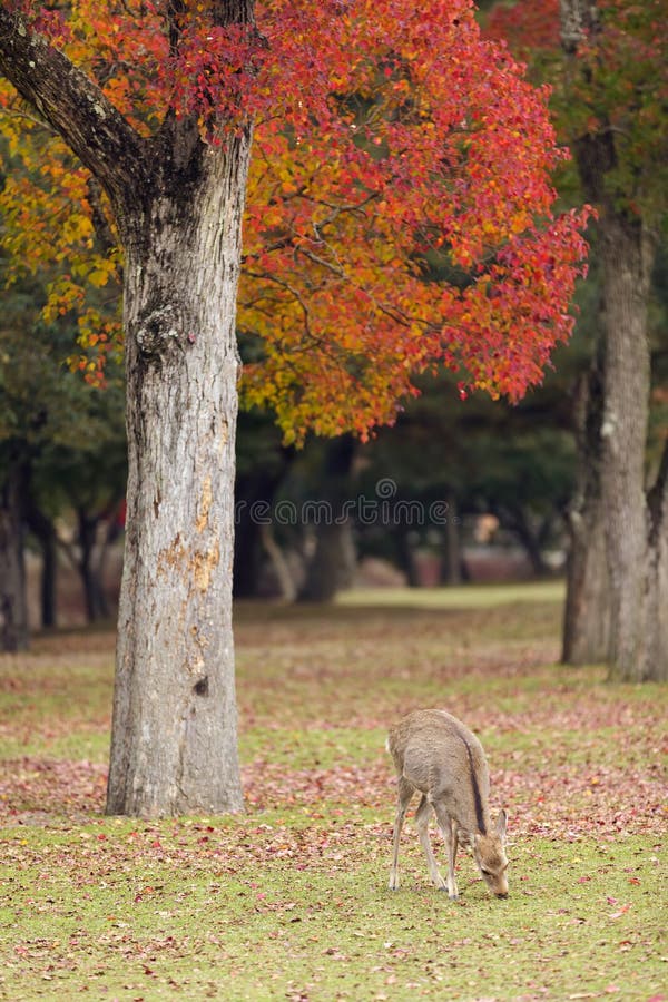 Rotwild, Die Im Nara-Park Weiden Lassen Stockbild - Bild von essen ...