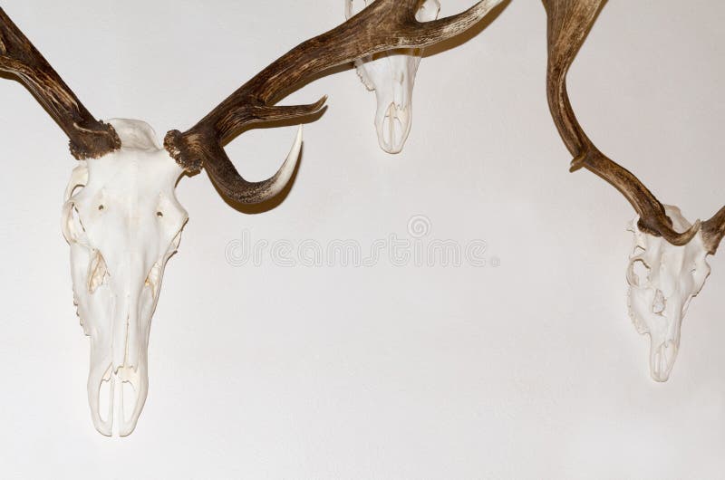 Geweih Stockfotos und Bilder - Laden Sie 30,987 lizenzfreie Fotos herunter