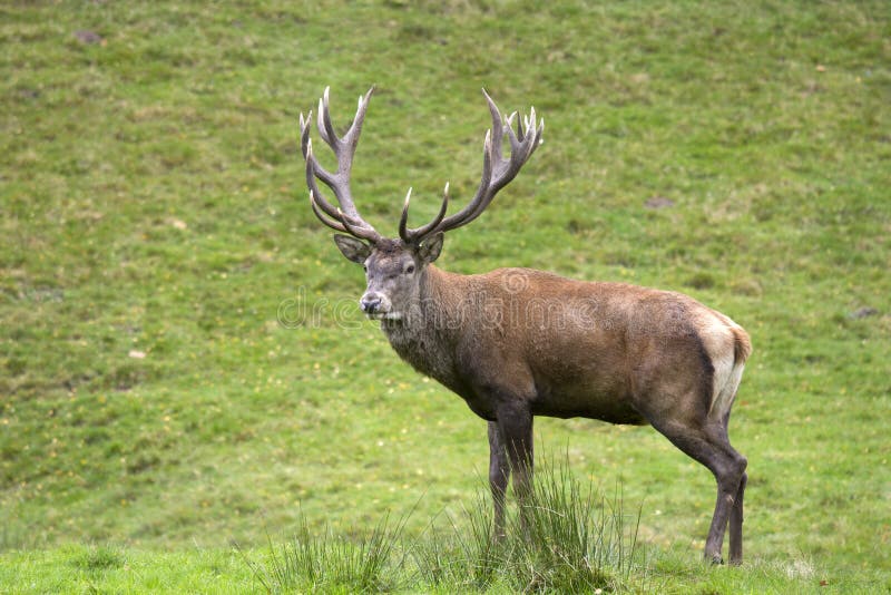 Rotwild, Hirsch stockbild. Bild von hirsch, rotwild, welt - 35087093