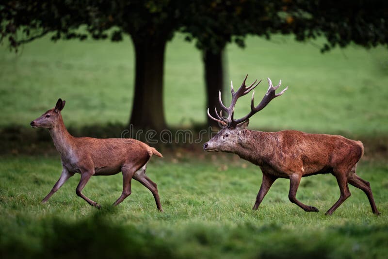 Rotwild-Hirsch, Der Von Einem Baum Isst Stockfoto - Bild von haarig ...