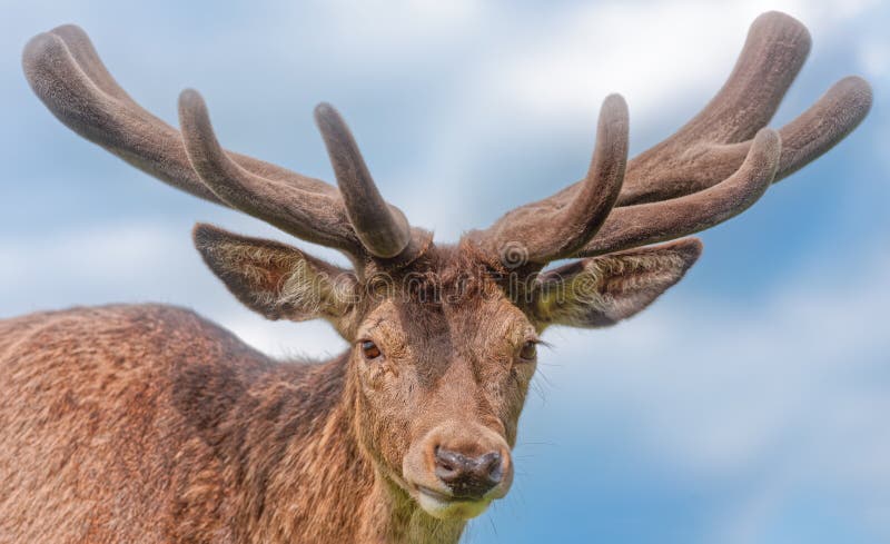 Geweihe Eines Enormen Hirsches Stockbild - Bild von rotwild, montierung ...