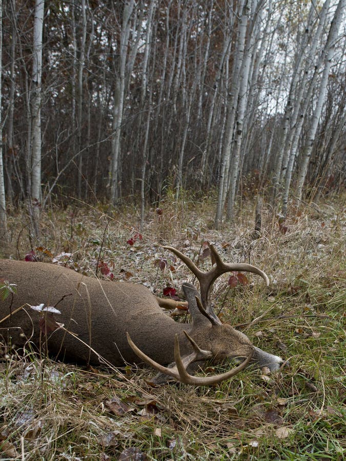 Rotwild-Jagd in Minnesota stockfoto. Bild von rotwild - 36708856