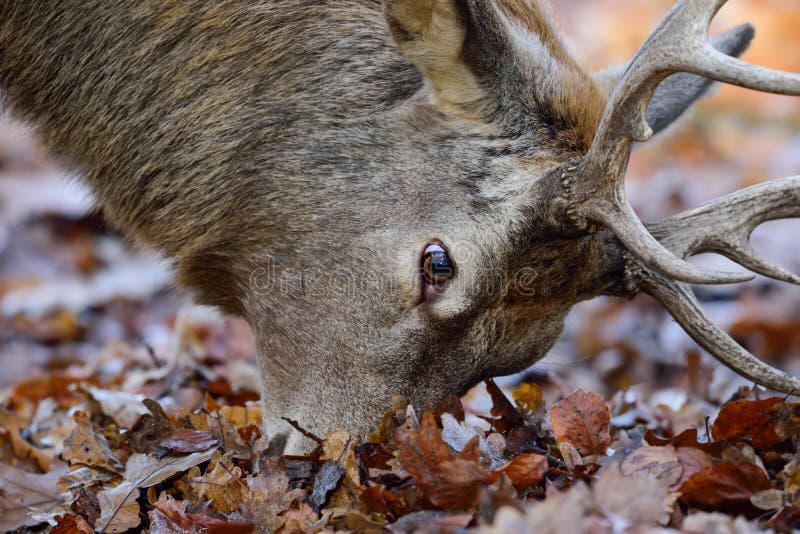 Red Deer Male Foraging on Forest Floor in Autumn Stock Photo - Image of ...