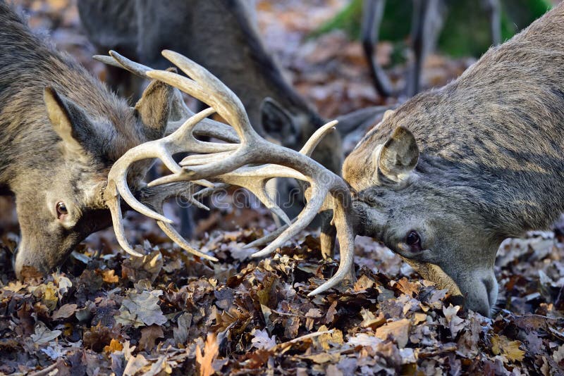 Two Red Deer Males Fighting with Their Antlers for Food in Late Autumn ...