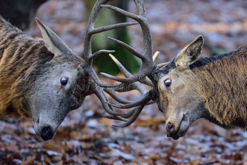 Two Red Deer Males Fighting with Their Antlers for Food in Late Autumn ...