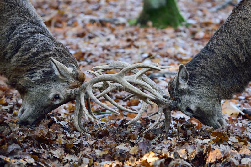 Two Red Deer Males Fighting with Their Antlers for Food in Late Autumn ...