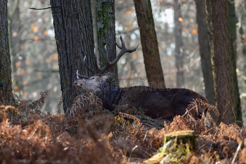 Red Deer Male with Antlers Stands in the Forest with Ferns and Marks a ...