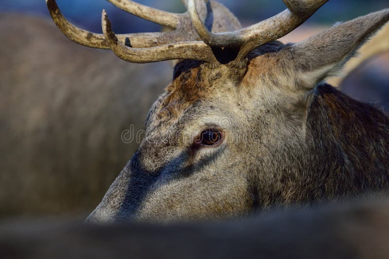 Red Deer Male with Antlers Looks Attentively Stock Photo - Image of ...