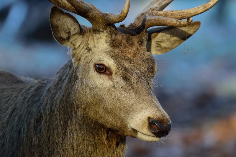 Red Deer Male with Antlers Looks Attentively Stock Image - Image of ...