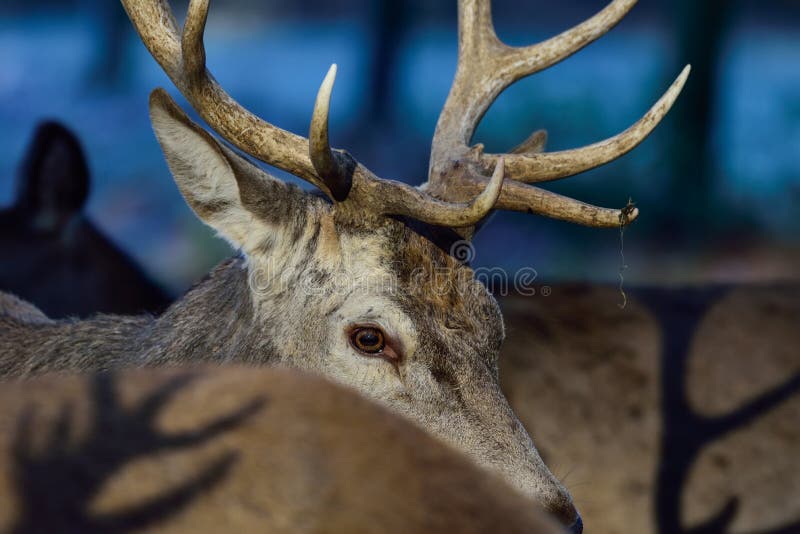Red Deer Male with Antlers Looks Attentively Stock Image - Image of ...