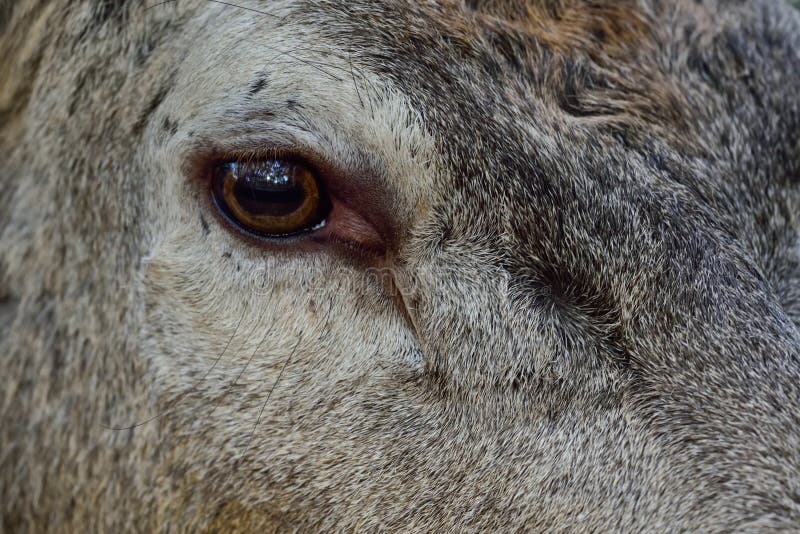 Red Deer Male Head Close Up, Head Portrait Stock Photo - Image of ...